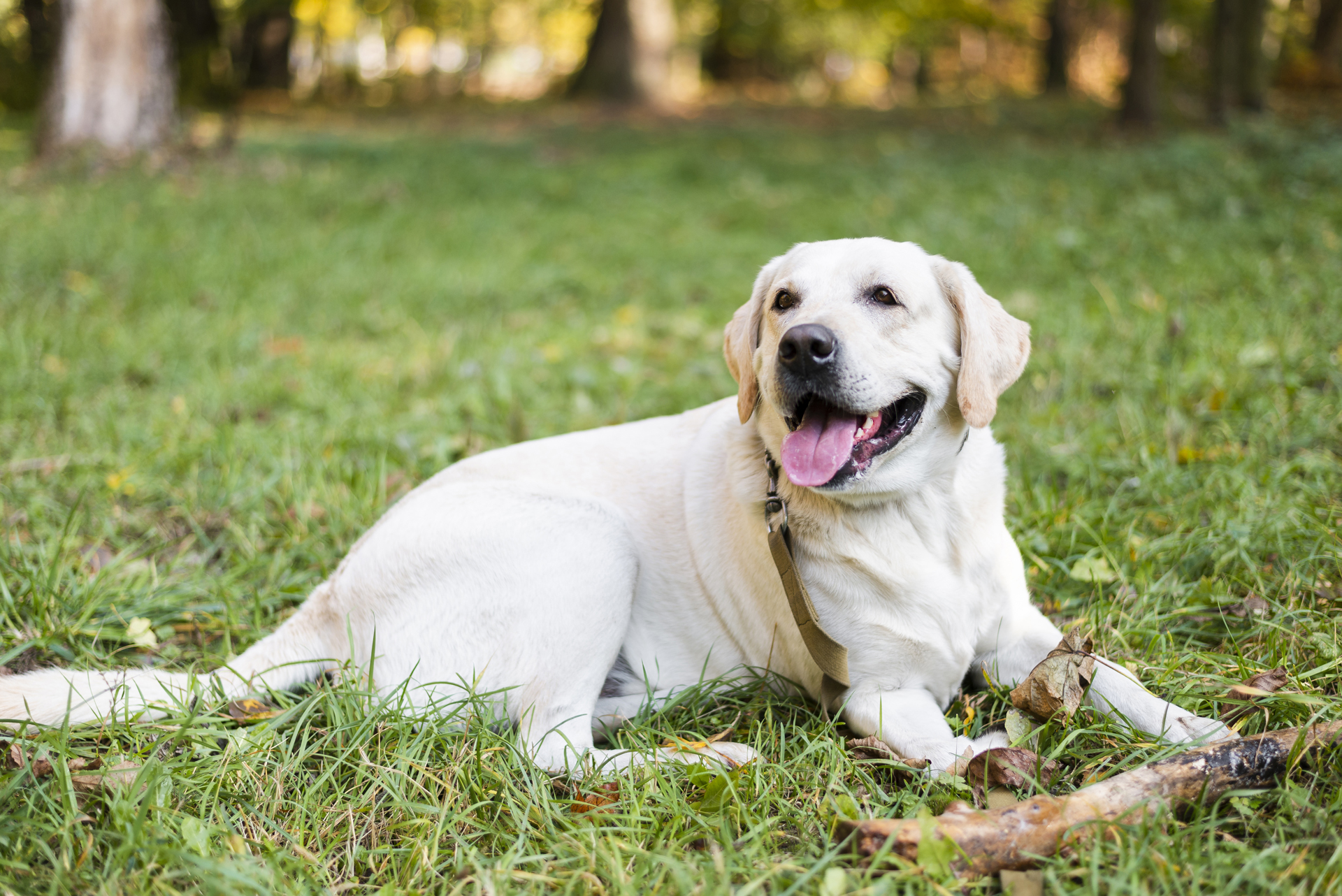 Pet Information In Medina County, OH | Cloverleaf Animal Hospital