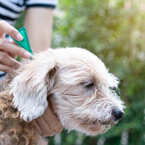 Medina County, OH Veterinary Services | Cloverleaf Animal Hospital