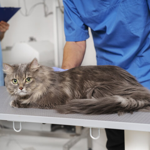 Medina County, OH Veterinary Services | Cloverleaf Animal Hospital