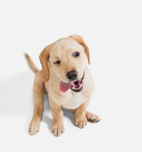 Medina County, OH Veterinary Services | Cloverleaf Animal Hospital