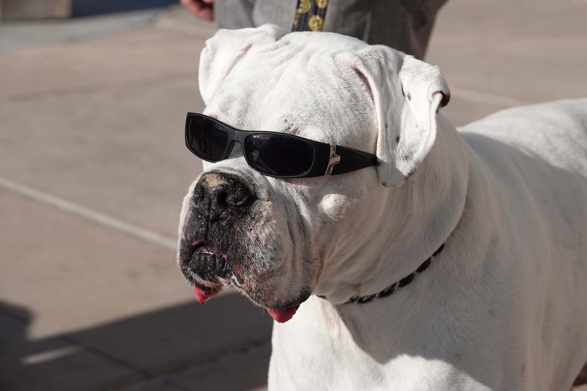 Pet Laser Therapy In Medina County, OH | Cloverleaf Animal Hospital