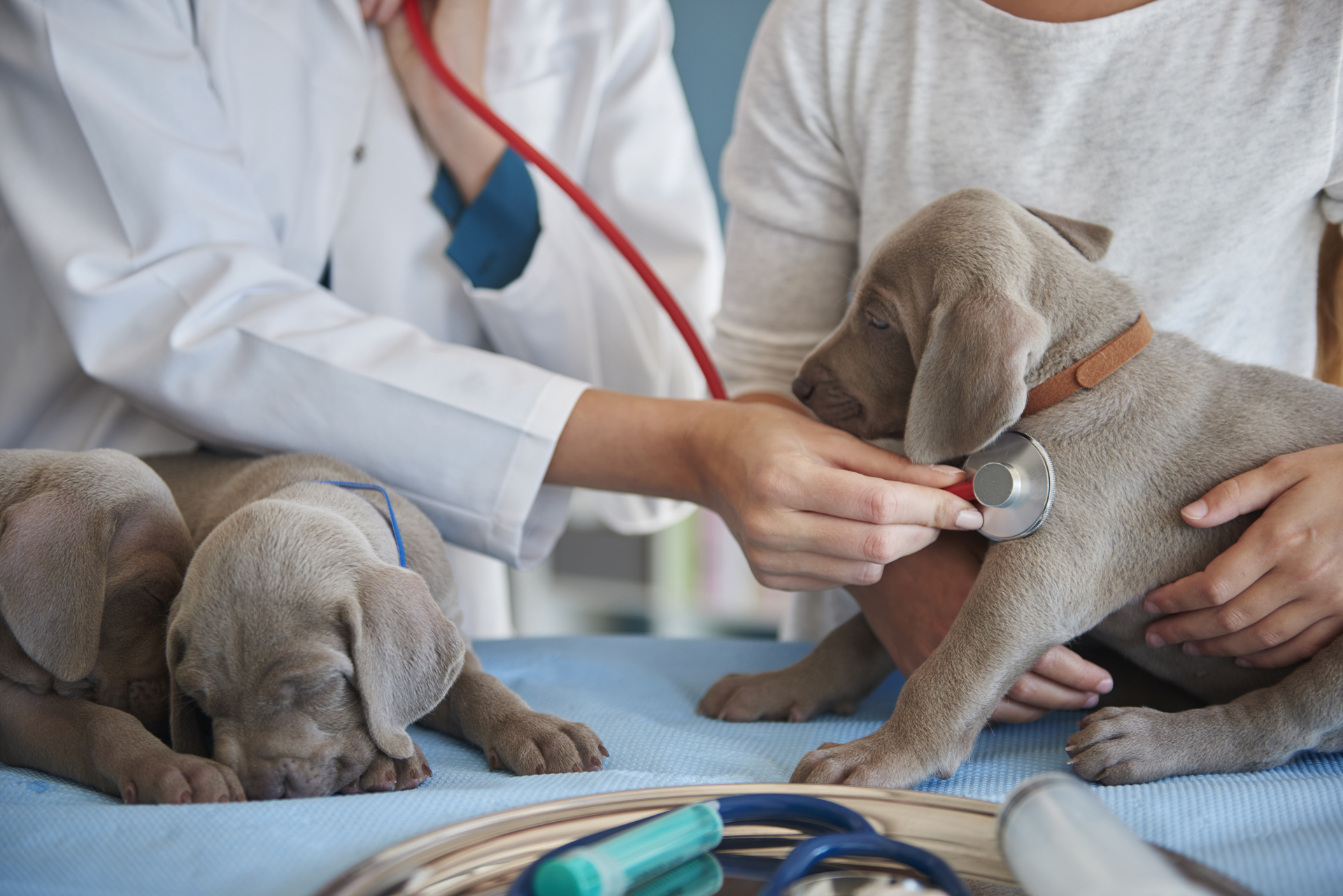 Veterinarian In Medina County, OH 44254 | Cloverleaf Animal Hospital