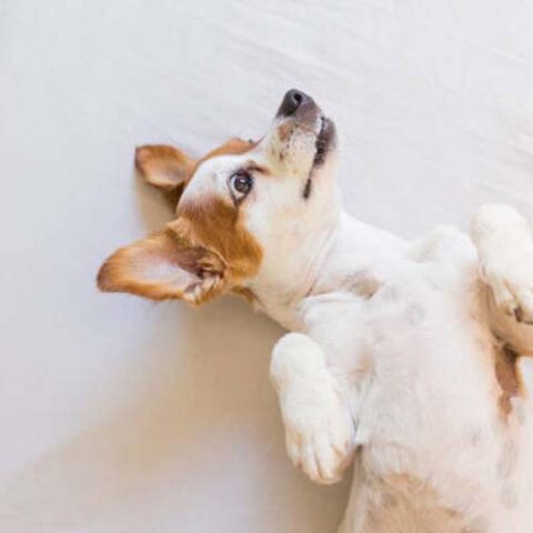Medina County, OH Veterinary Services | Cloverleaf Animal Hospital