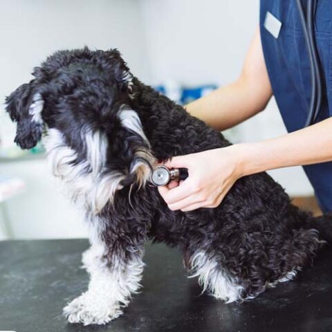 Dog Wellness Exams In Medina County, OH | Cloverleaf Animal Hospital