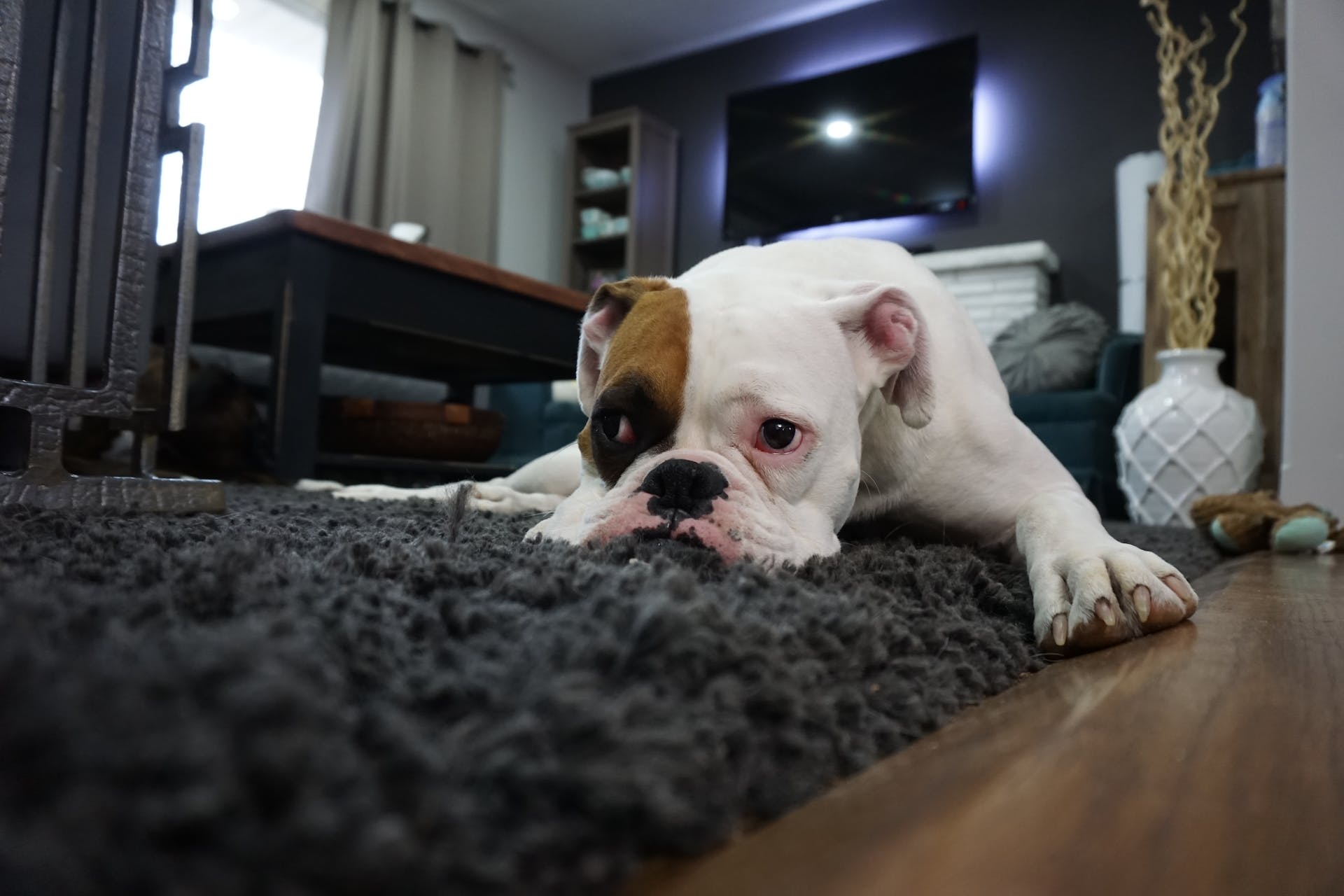 Chocolate Toxicity: Understanding The Risks To Your Dog's Health ...
